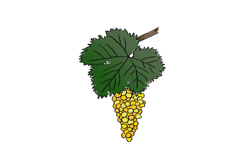 Grillo – Amble Wine