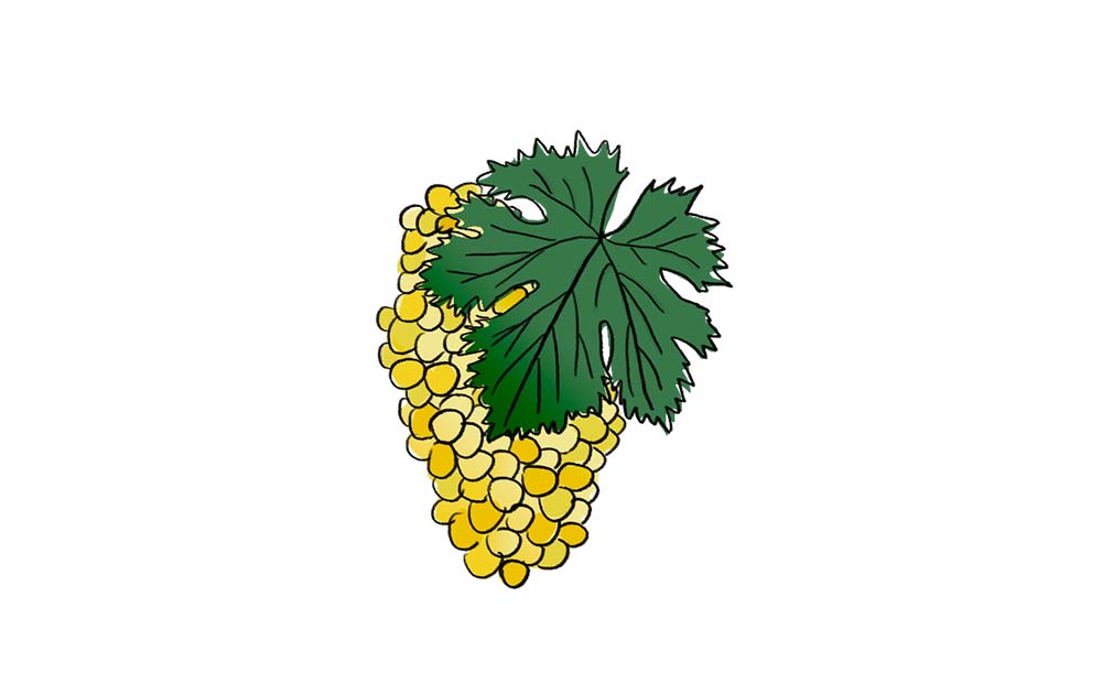 Bourboulenc – Amble Wine